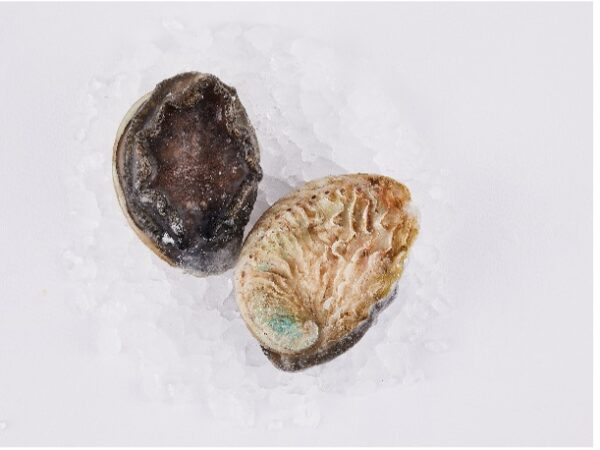 Fake vs Real South Africa Abalone - Uncle Luk South African Abalone